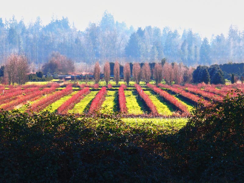 Blue Berry Fields in Maple Ridge British Columbia with Blue Mountains ...