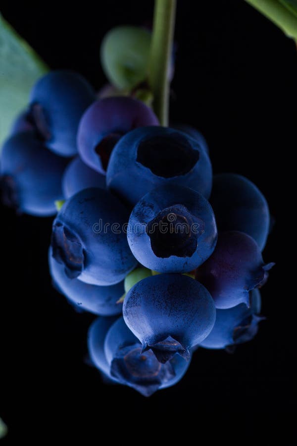 Blue Berry and Blue Berry Flowers Stock Image - Image of chestnuts ...