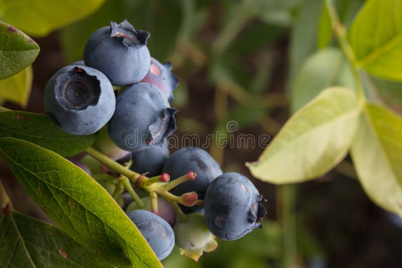 Blue Berry and Blue Berry Flowers Stock Photo - Image of original ...