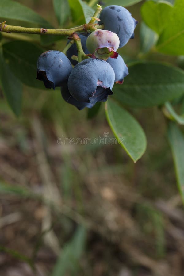 Blue Berry and Blue Berry Flowers Stock Photo - Image of herb ...