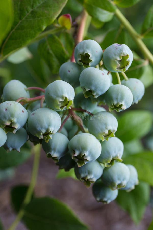 Blue Berry and Blue Berry Flowers Stock Photo - Image of asian ...