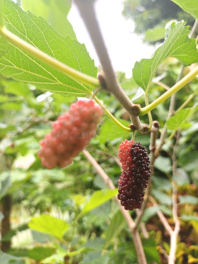 Blue Berry Fruits Delicious Stock Image - Image of blue, delicious ...