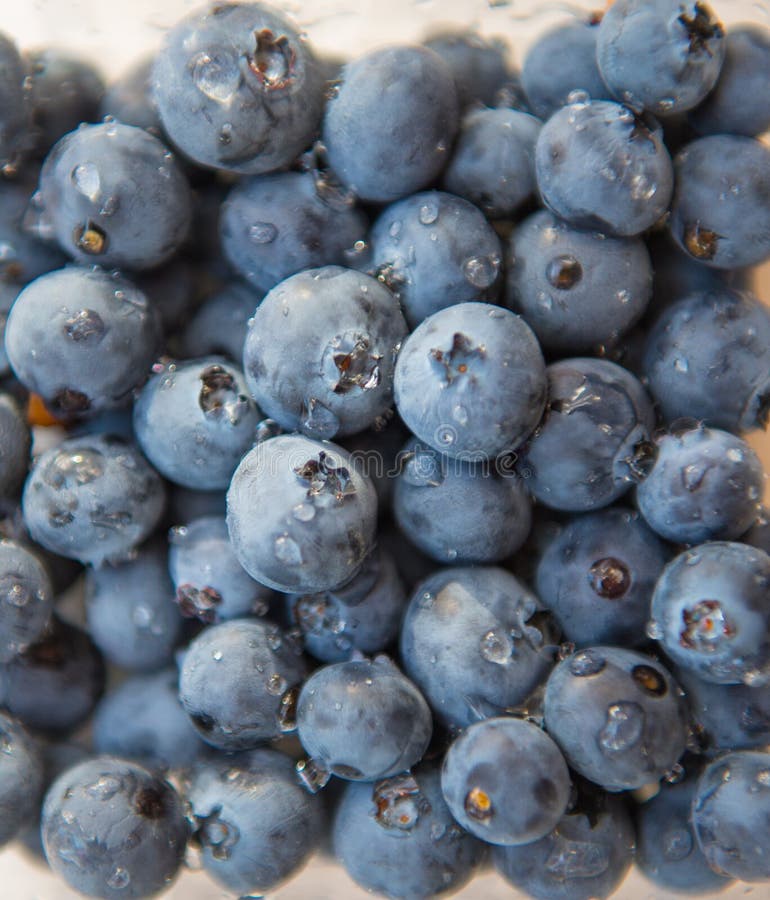 Blue berry stock image. Image of health, blue, berries - 94218695