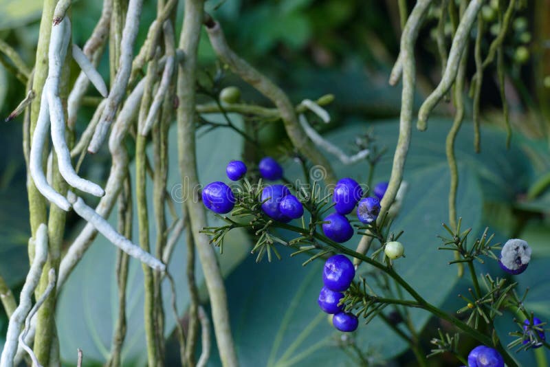 Blue berry stock photo. Image of health, natural, closeup - 104117818