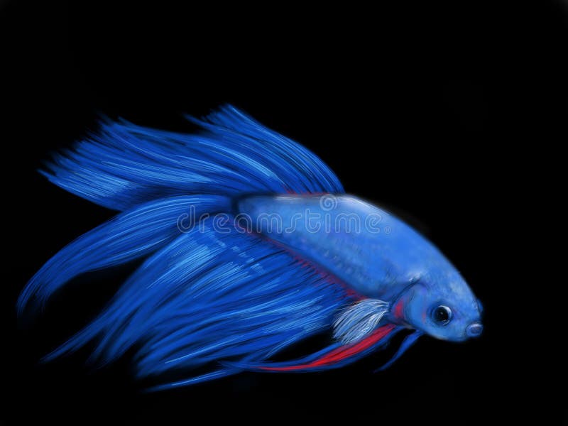 Blue beta fish stock illustration. Illustration of background - 158863319
