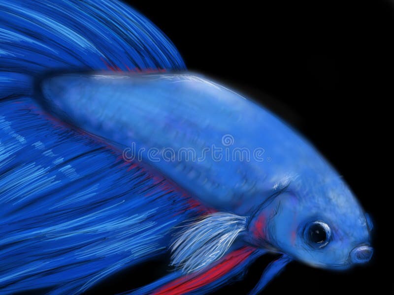 Blue beta fish stock illustration. Illustration of drawn - 158863311