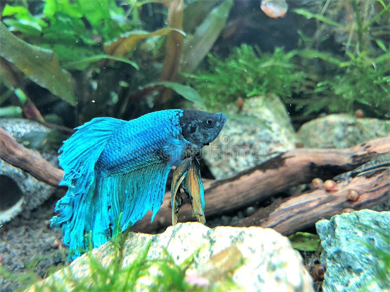 Blue Beta Splendes fish stock image. Image of bird, flower - 247710813