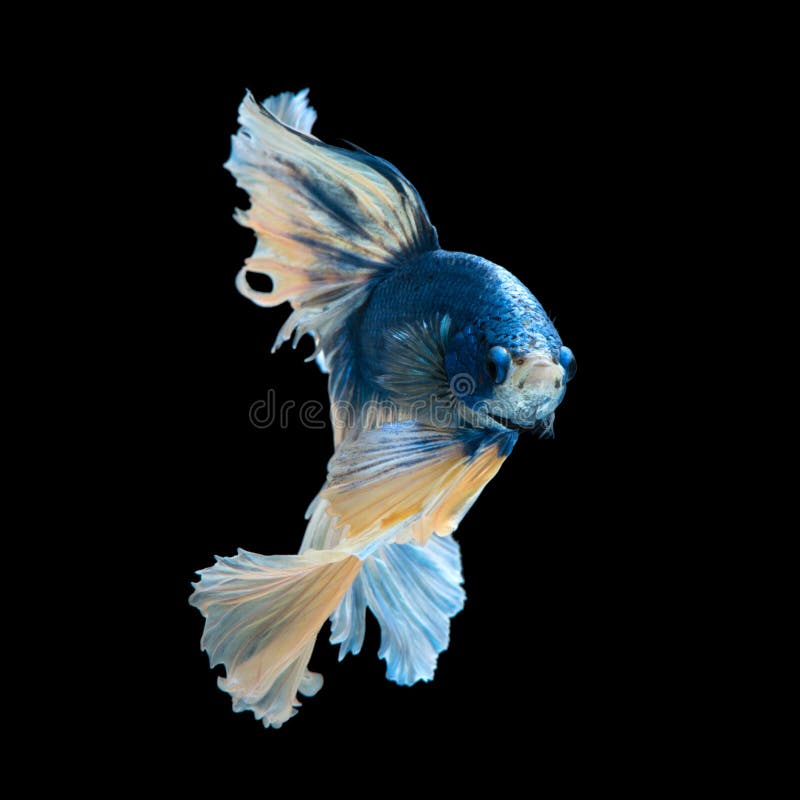 Blue betta stock image. Image of aggressive, nature, color - 78220589