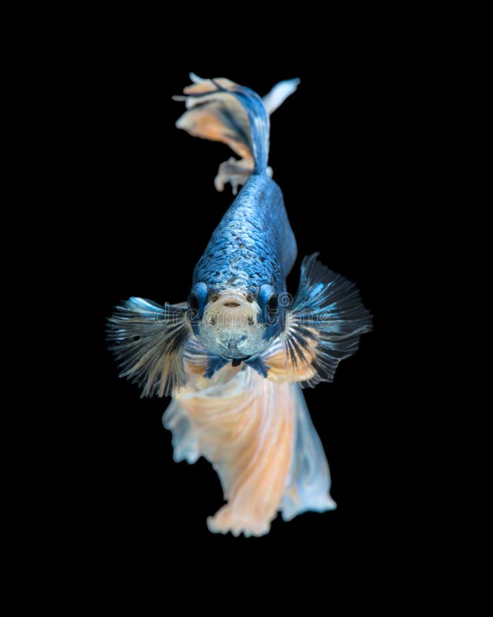 Blue betta stock image. Image of aggressive, power, aquarium - 96241001