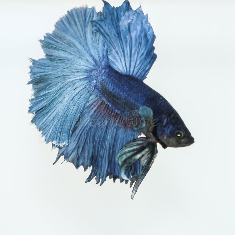 Blue Betta Fish in Aquarium Stock Photo - Image of double, aquarium ...