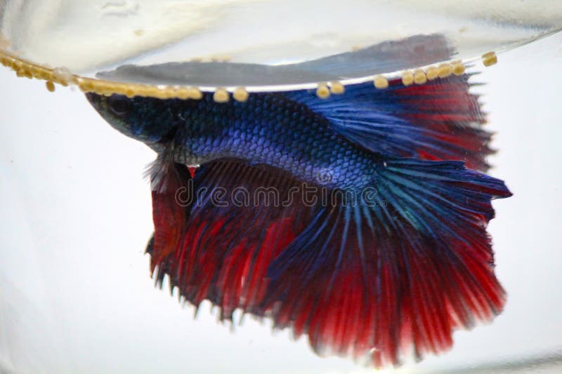 Blue Betta Fish with Beautiful Fins Stock Image - Image of decorative ...