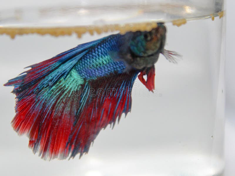 Blue Betta Fish with Beautiful Fins Stock Photo - Image of fins, setup ...