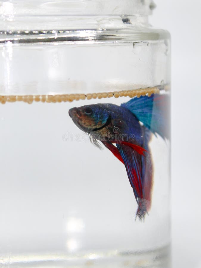 Blue Betta Fish with Beautiful Fins Stock Image - Image of environment ...
