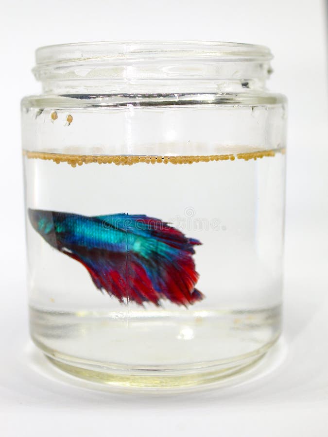Blue Betta Fish with Beautiful Fins Stock Image - Image of fascination ...