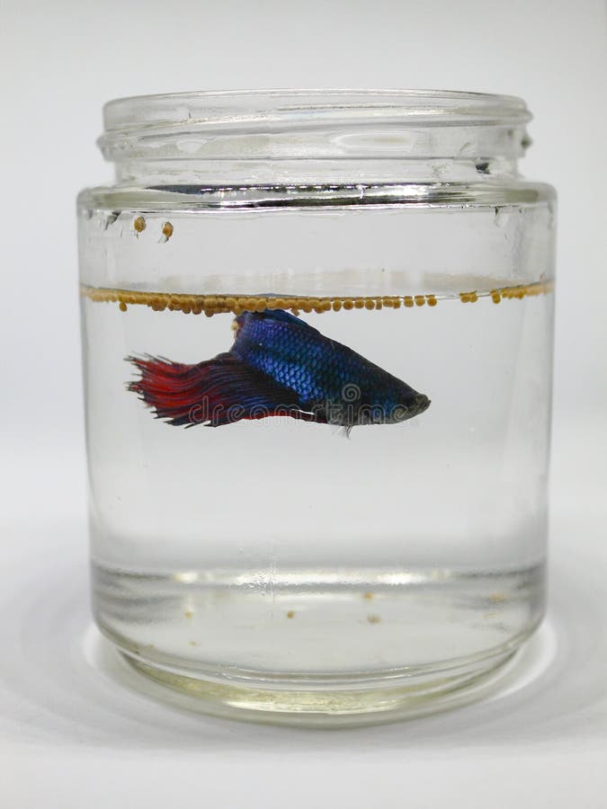 Blue Betta Fish with Beautiful Fins Stock Photo - Image of aesthetics ...