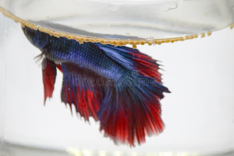 Blue Betta Fish with Beautiful Fins Stock Image - Image of diversity ...