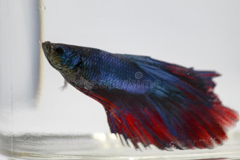 Blue Betta Fish with Beautiful Fins Stock Photo - Image of community ...
