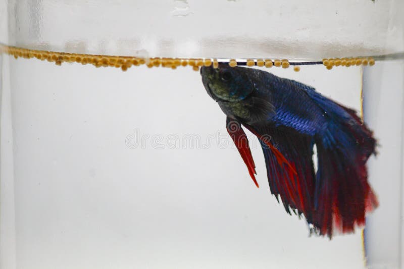Blue Betta Fish with Beautiful Fins Stock Photo - Image of ...