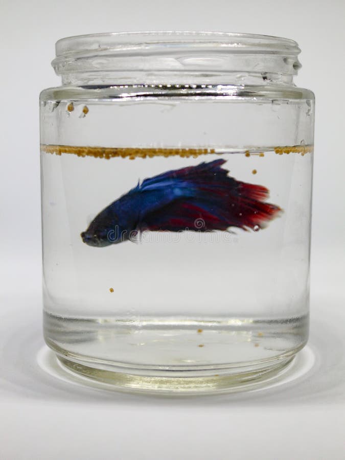 Blue Betta Fish with Beautiful Fins Stock Photo - Image of exquisite ...