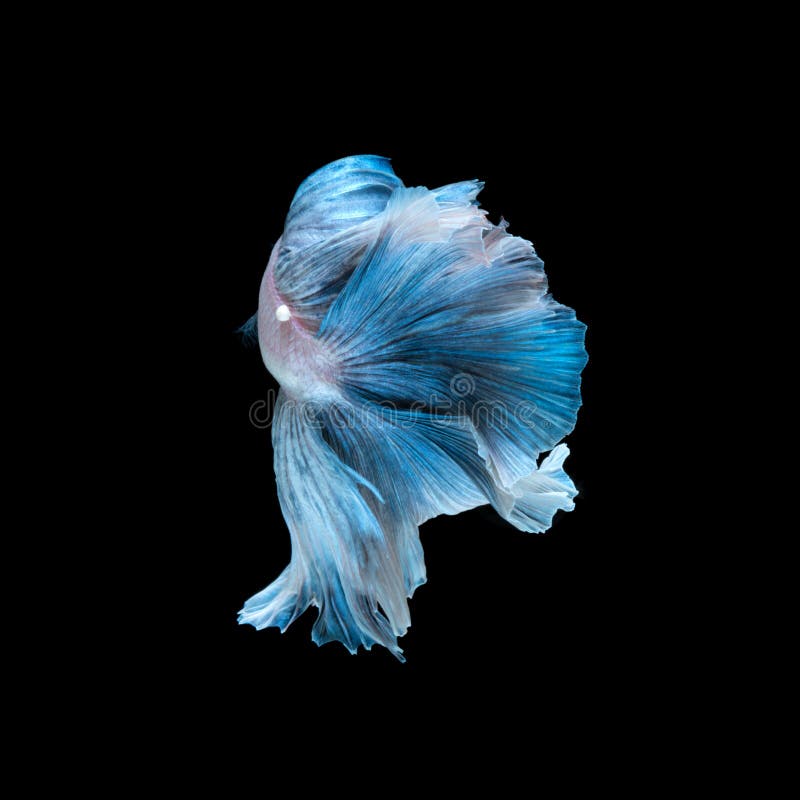 Blue Betta Fish on Black Background Stock Photo - Image of biology ...