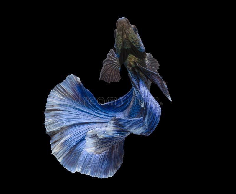 Blue Betta Fish on Black Background Stock Photo - Image of thailand ...