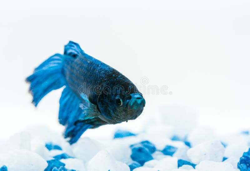 Blue Betta Fish. Fighter Fish Stock Image - Image of aquatic, siamese ...