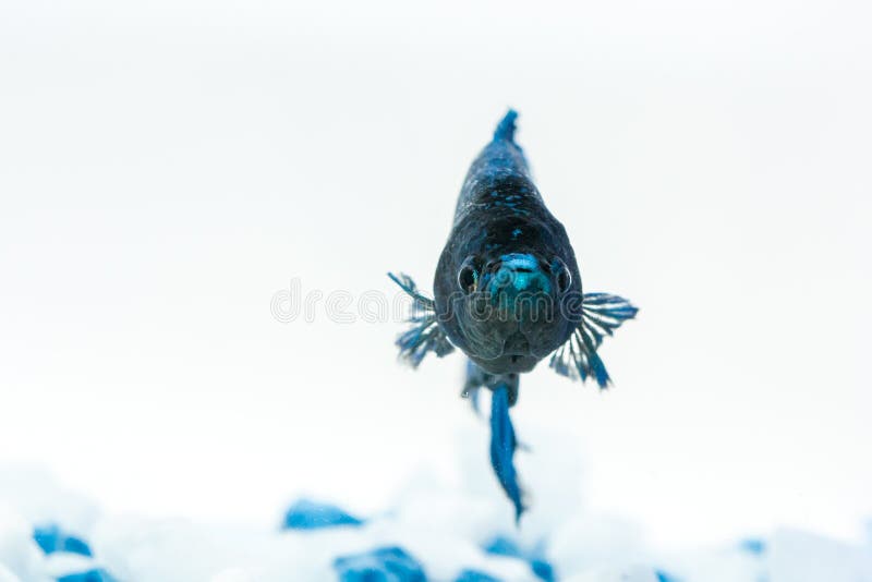 Blue Betta Fish. Fighter Fish Stock Image - Image of animals, animal ...