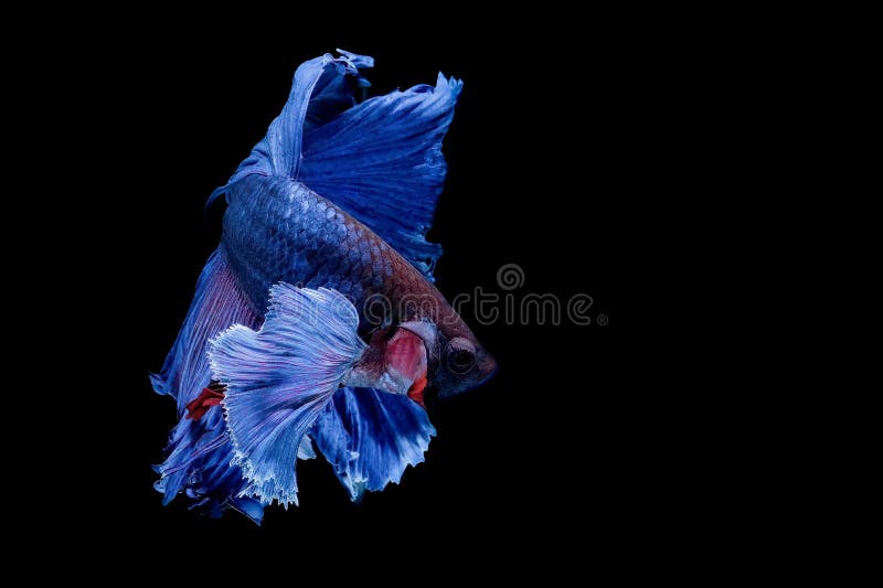 Blue Betta Fish Halfmoon on Black Background Stock Image - Image of ...