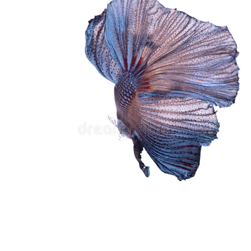 Betta White Spot Stock Photos - Free & Royalty-Free Stock Photos from ...