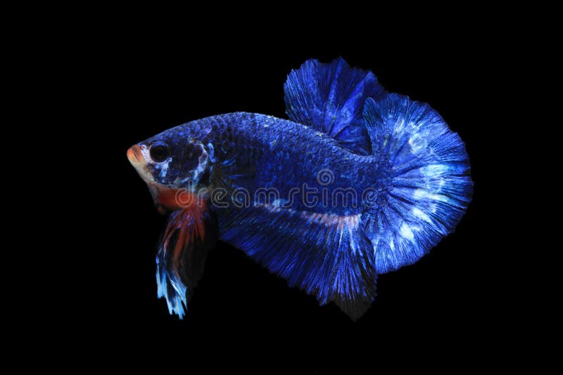 Betta Fish on Isolated White Background Stock Image - Image of animal ...