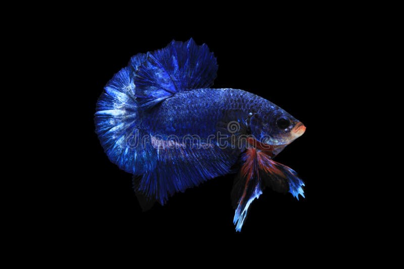 Betta Fish on Isolated White Background Stock Image - Image of animal ...
