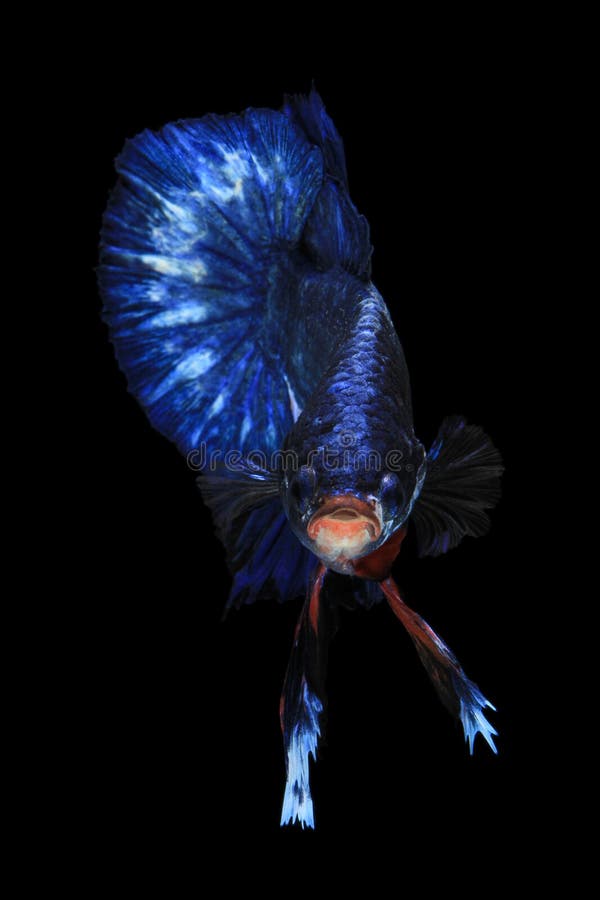 Betta Fish on Isolated White Background Stock Image - Image of animal ...