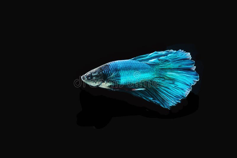 Blue Betta Fish Isolated on Black Background Stock Image - Image of ...