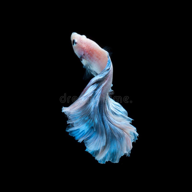 Blue Betta Fish Isolated on Black Background Stock Image - Image of ...