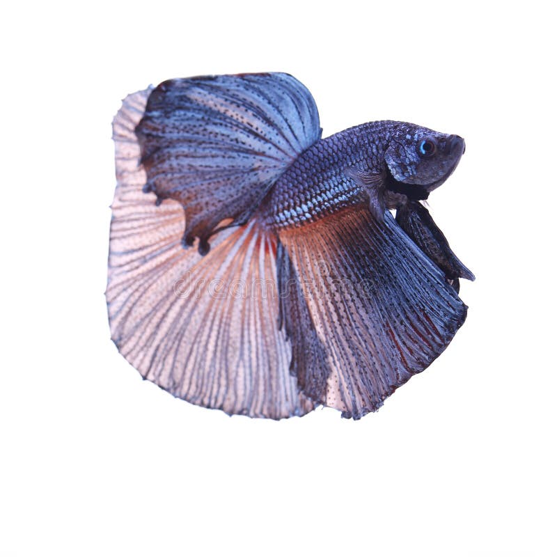 White Spot Betta Stock Photos - Free & Royalty-Free Stock Photos from ...