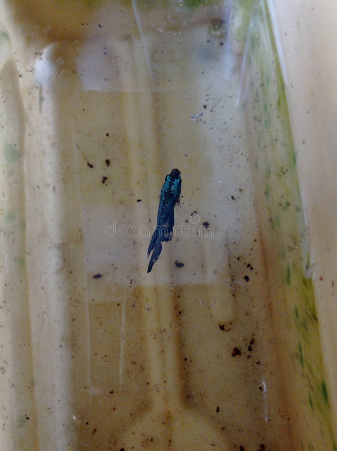 Blue Betta Fish in a Plastic Container Stock Image - Image of betta ...