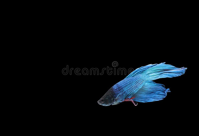 Blue Betta Fish Swimming in Fish Tank Stock Photo - Image of blue, fish ...