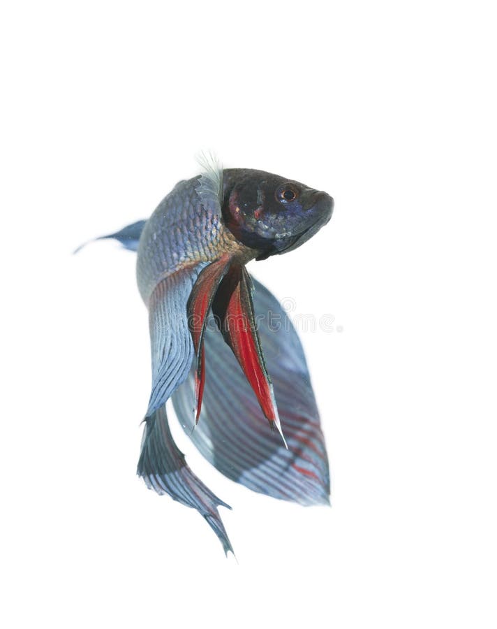 Blue betta stock image. Image of background, motion, blue - 34271193