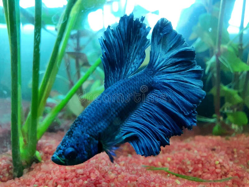Blue Betta Splendens and Red Sand Stock Photo - Image of wildlife ...