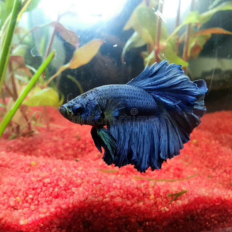 Blue Betta Splendens and Red Sand Stock Photo - Image of wildlife ...