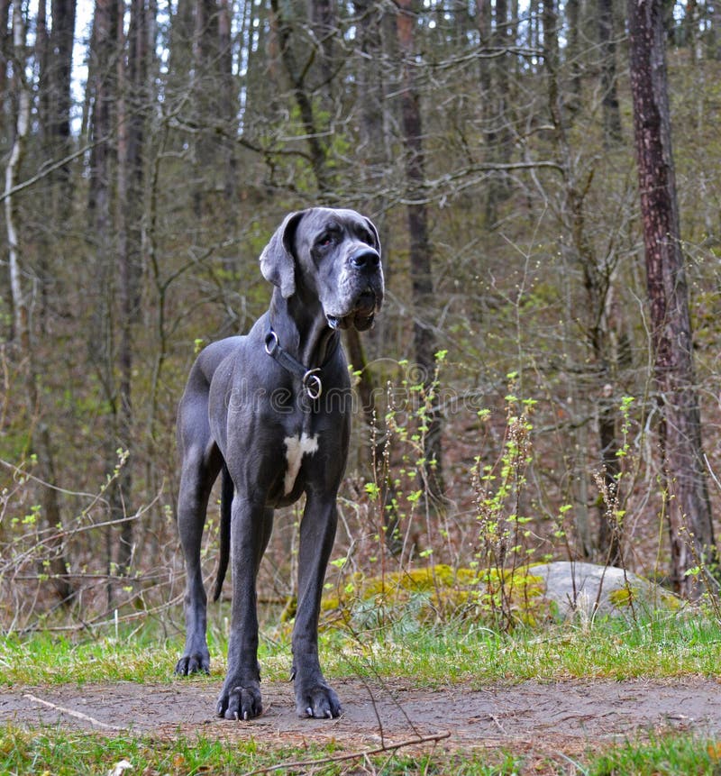 Blue big Great Dane dog stock photo. Image of camera - 94715532