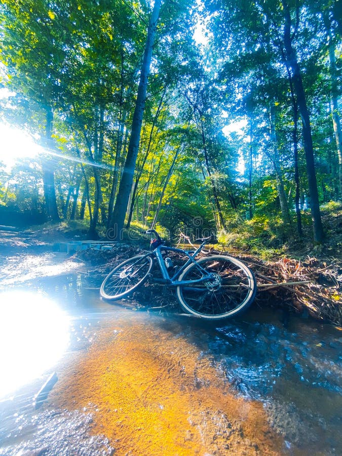 Blue Bike Side Parked on the Buches of a Beautiful Green Forest Stock ...
