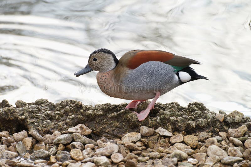 Blue-bill duck stock image. Image of american, beautiful - 87887155