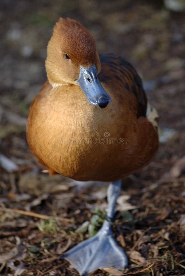 Blue billed duck stock photo. Image of blue, animal, billed - 6310932