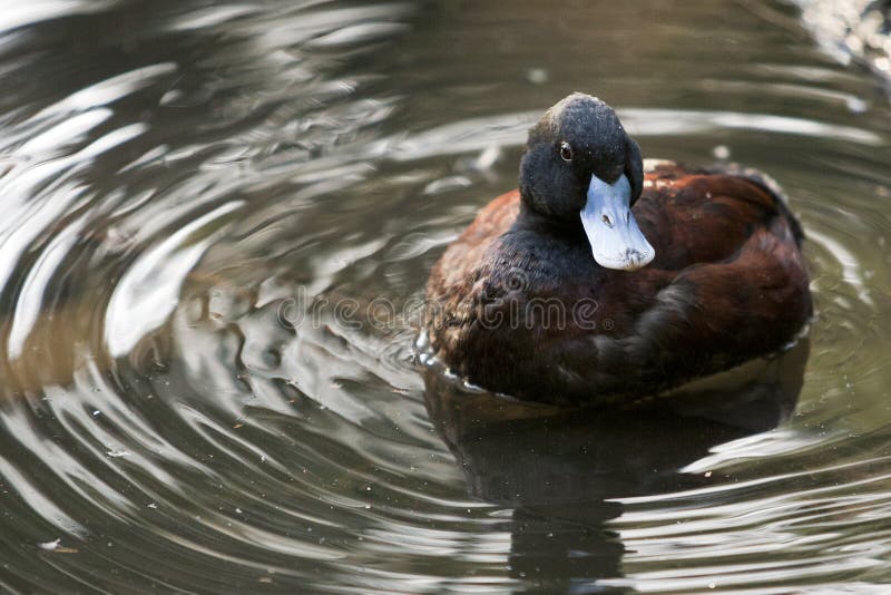 Blue-billed Duck - Oxyura Australis - Small Australian Stiff-tailed ...