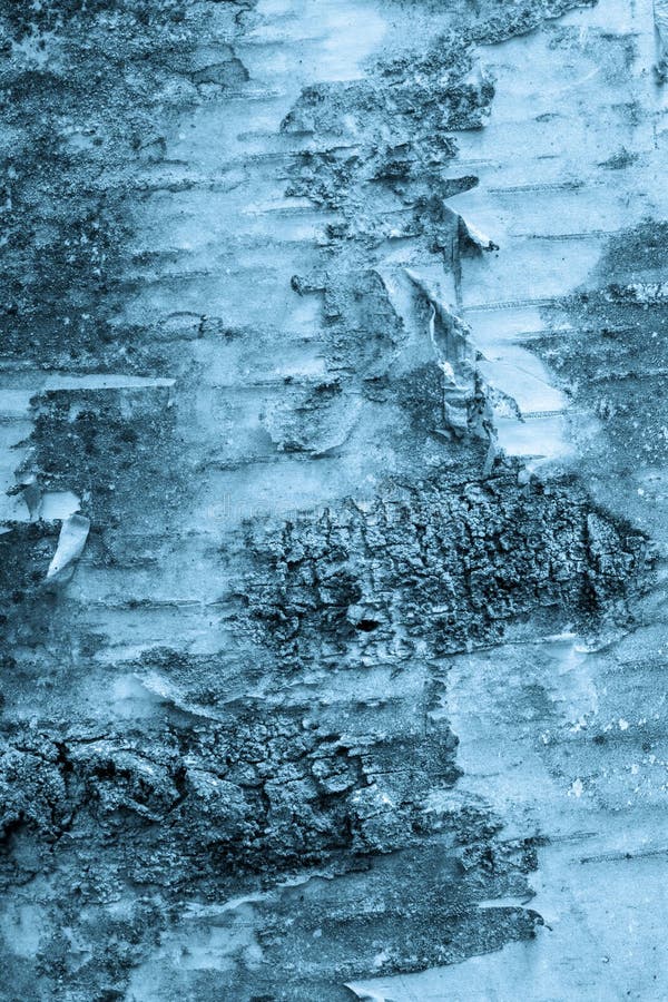 Blue Birch Bark with Visible Texture. Background Stock Image - Image of ...