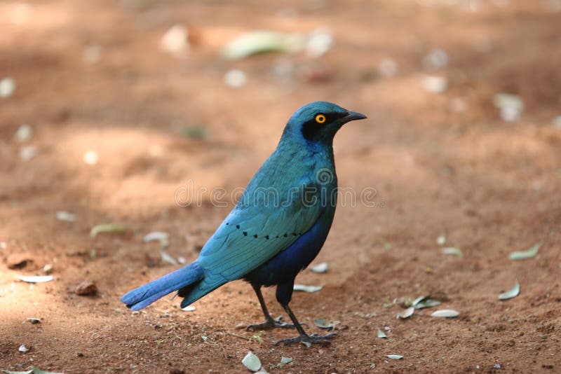 Blue bird stock image. Image of wing, animal, wings, blue - 204257