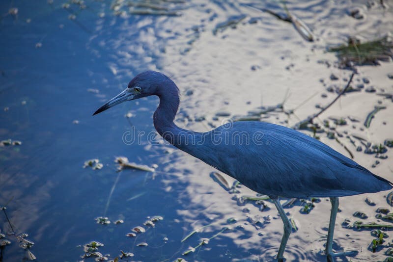 Blue Bird stock image. Image of natural, swamp, wildlife - 23065113
