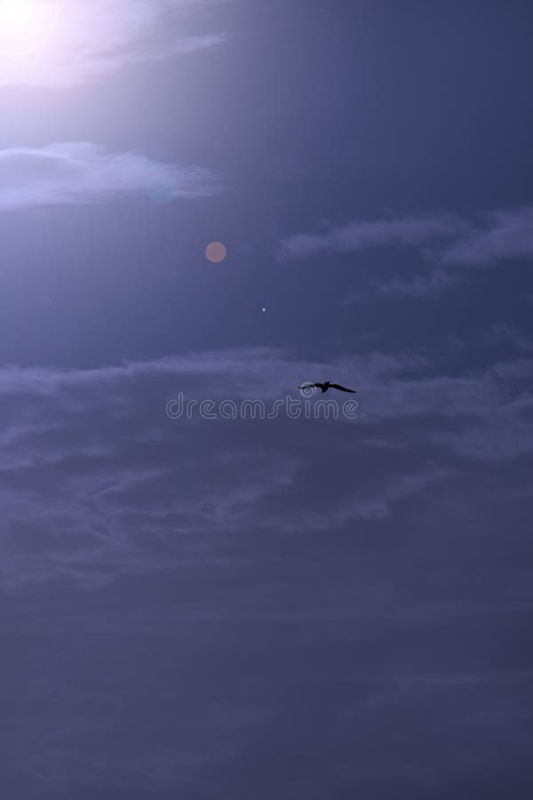 Hawk and moon stock image. Image of searching, animal - 4554819
