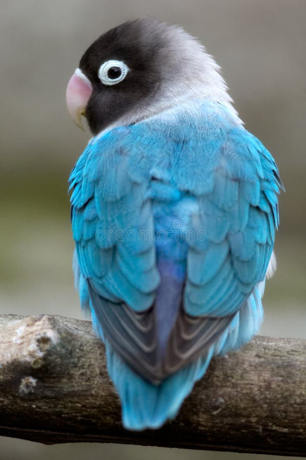 Blue bird stock photo. Image of tropical, parrot, turquoise - 805496